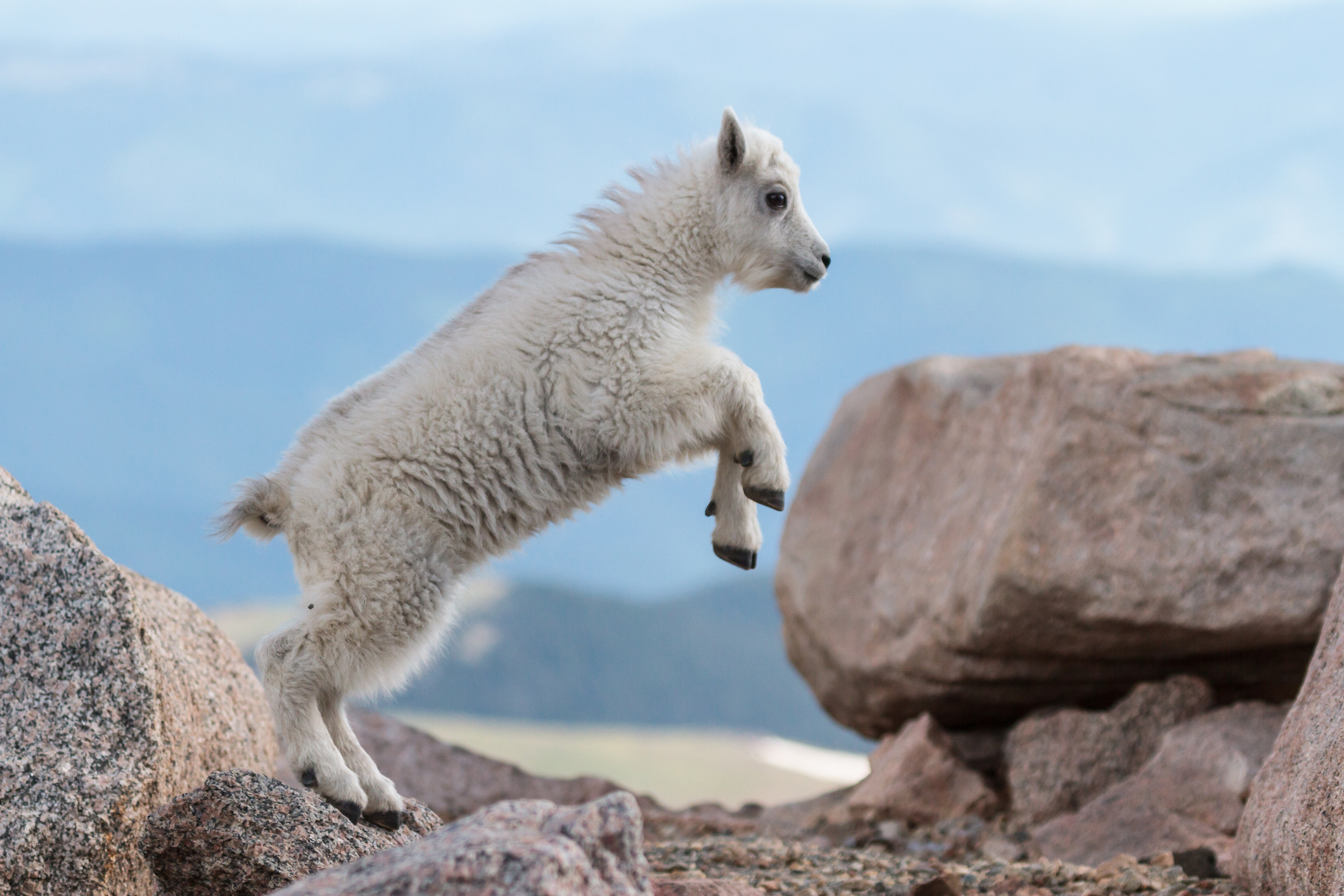 Baby Steps Up the Mountain - Lifeline