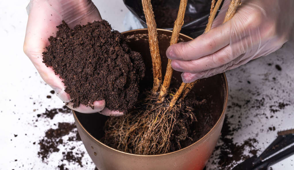 Root Wound - Lifeline